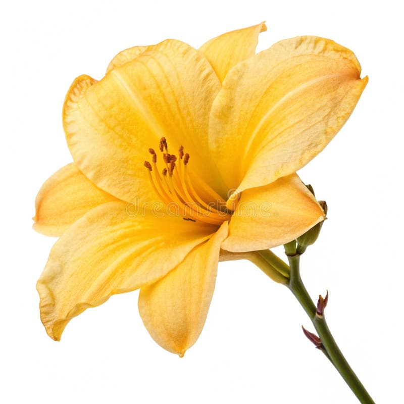 Yellow Flower on White Background Stock Illustration - Illustration of ...