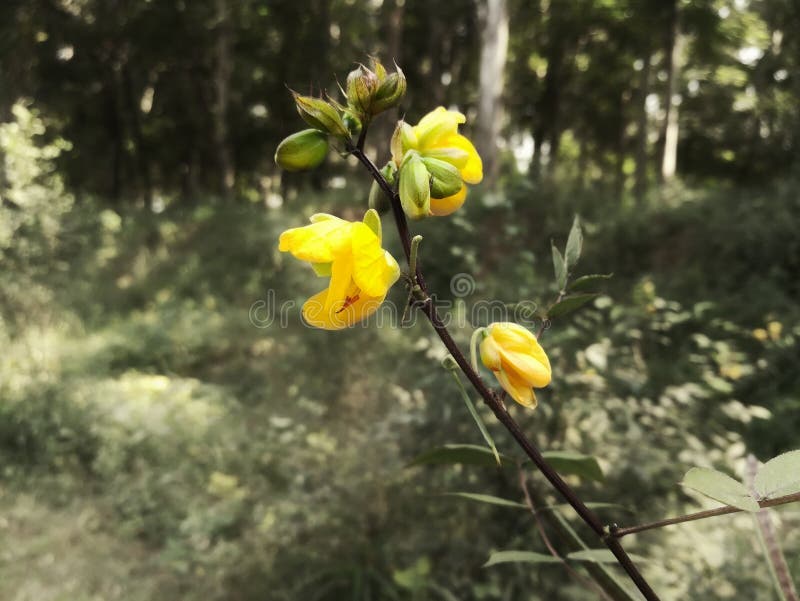 Yellow Flower in Woods at State Punjab, India. Stock Image - Image of ...