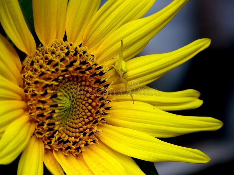 Yellow Flower,yellow Spider Stock Image - Image of blossom, hide: 69735589