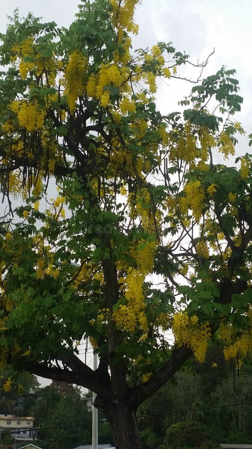 Yellow flowered tree stock photo. Image of woodland - 189146446
