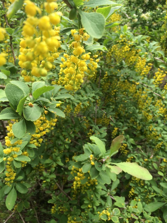 Yellow Flowers in Hanging Pot Stock Photo - Image of flowers, yellow ...