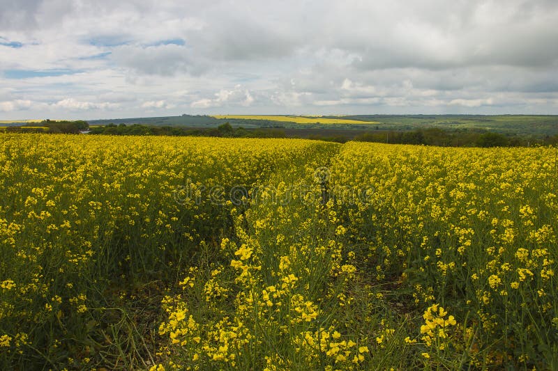 Yellow Flowering Canola in the Field in Spring Stock Image - Image of ...
