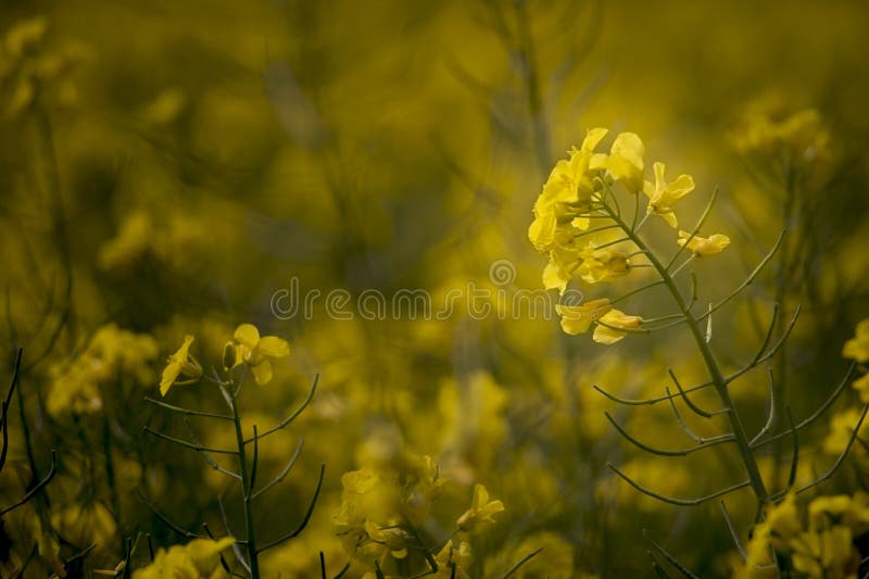Yellow Flowering Canola in the Field in Spring Stock Photo - Image of ...