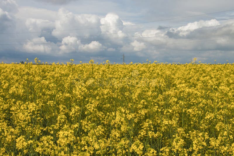 Yellow Flowering Canola in the Field in Spring Stock Image - Image of ...