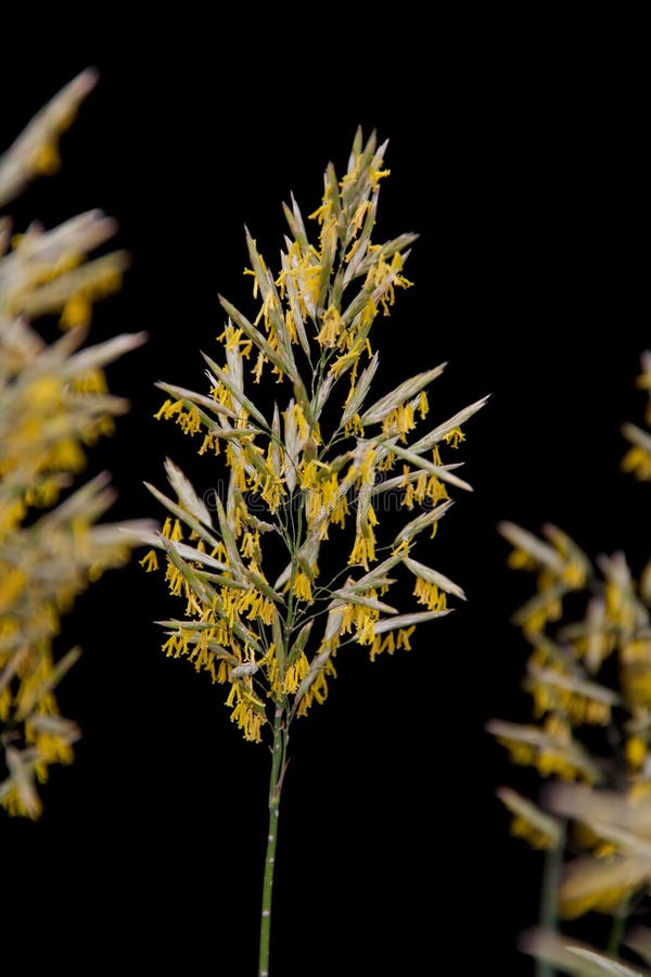 Yellow-flowering grass stock image. Image of flowering - 72833751