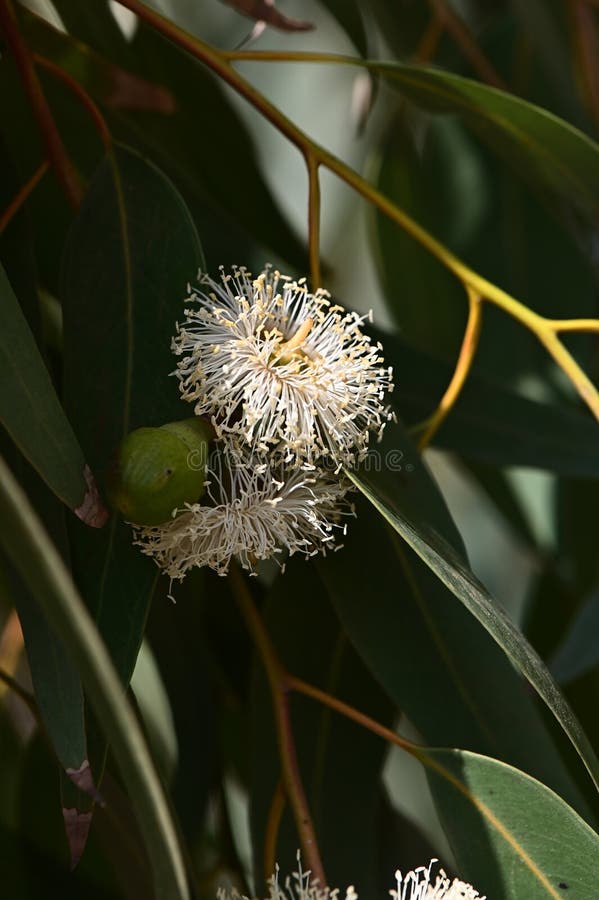 Yellow Flowering Gum Tree Blossom Stock Image - Image of outdoors ...