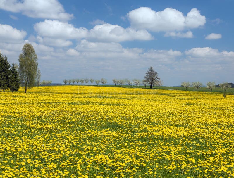 Yellow Flowering Meadow Full of Common Dandelions Stock Image - Image ...