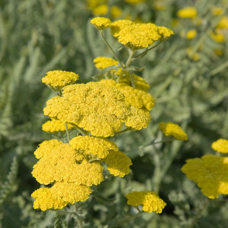 Yellow flowering yarrow stock image. Image of milfoil - 14819195