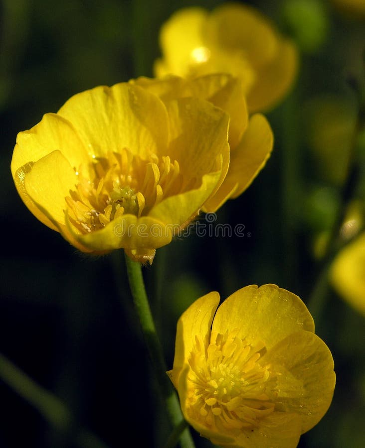 Yellow flowers stock image. Image of budding, flower, nature - 1013993