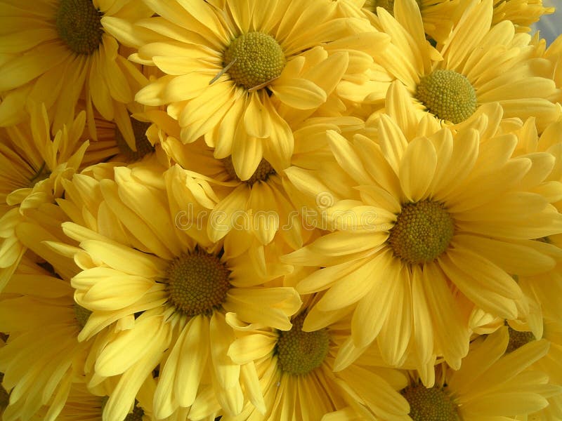Yellow Flowers stock image. Image of mother, sunflower - 117165
