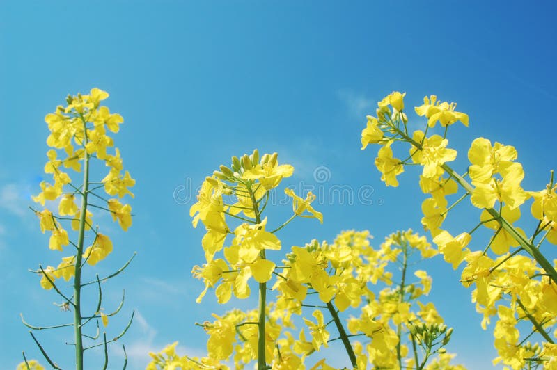 Bright Mustard Flowers stock photo. Image of green, outdoors - 2193838