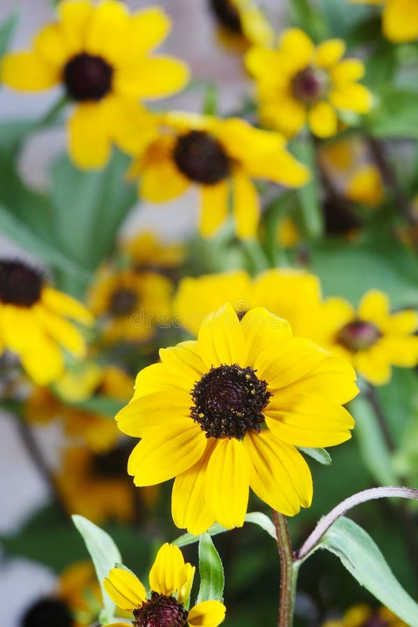 Yellow flowers, stock photo. Image of garden, happiness - 3101296