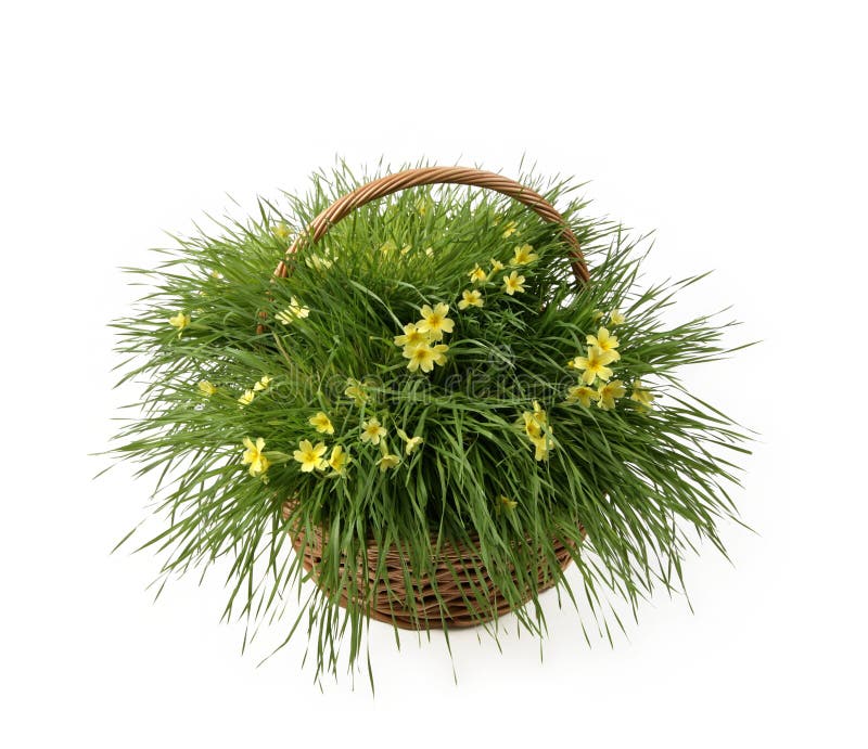 Yellow flowers stock image. Image of gardening, blossom - 4895793