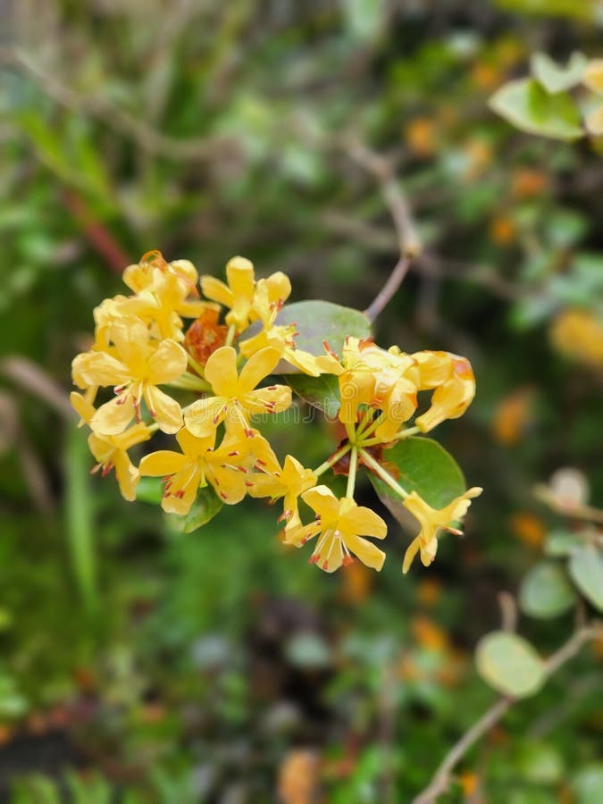 Yellow Flowers at Ab Arboretum Stock Image - Image of arboretum, nature ...