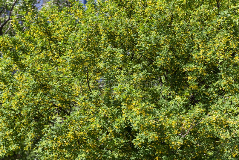 Yellow Flowers of Acacia Tree in Sunny Spring Day Stock Photo - Image ...