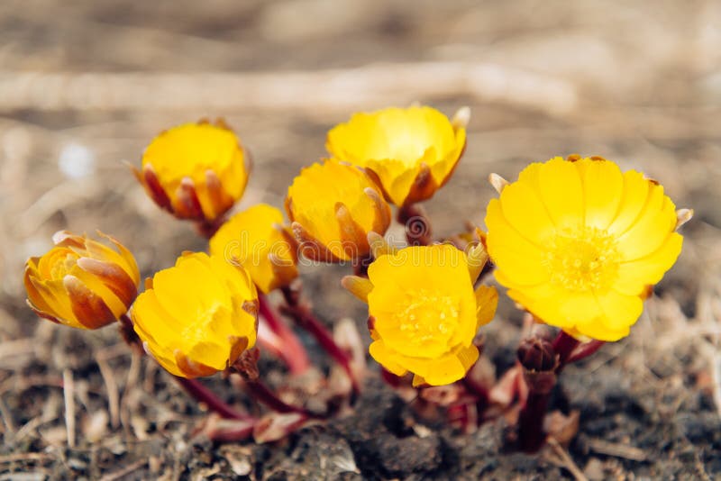 Yellow flowers Adonis stock photo. Image of nature, flower - 39642804