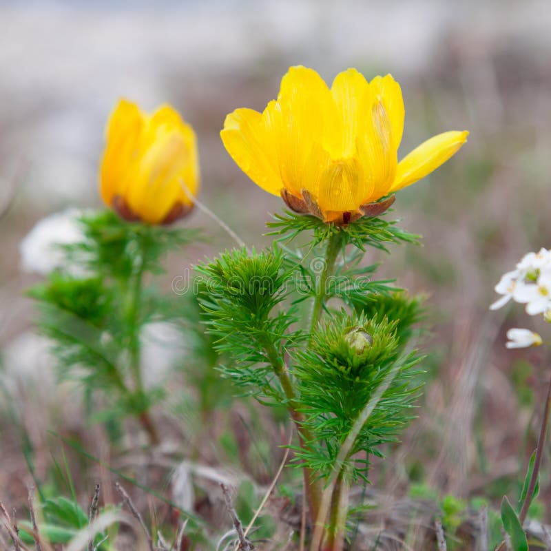Yellow flowers of Adonis stock image. Image of growth - 40584169