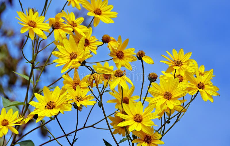 Yellow Spring Forest Flower Stock Photo - Image of plant, petal: 39182044