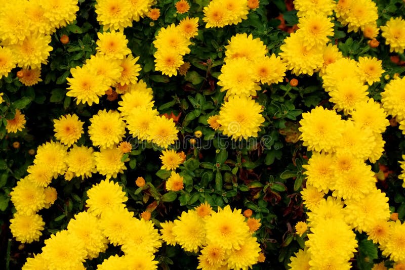 Yellow flowers stock photo. Image of colours, home, autumn - 78501162