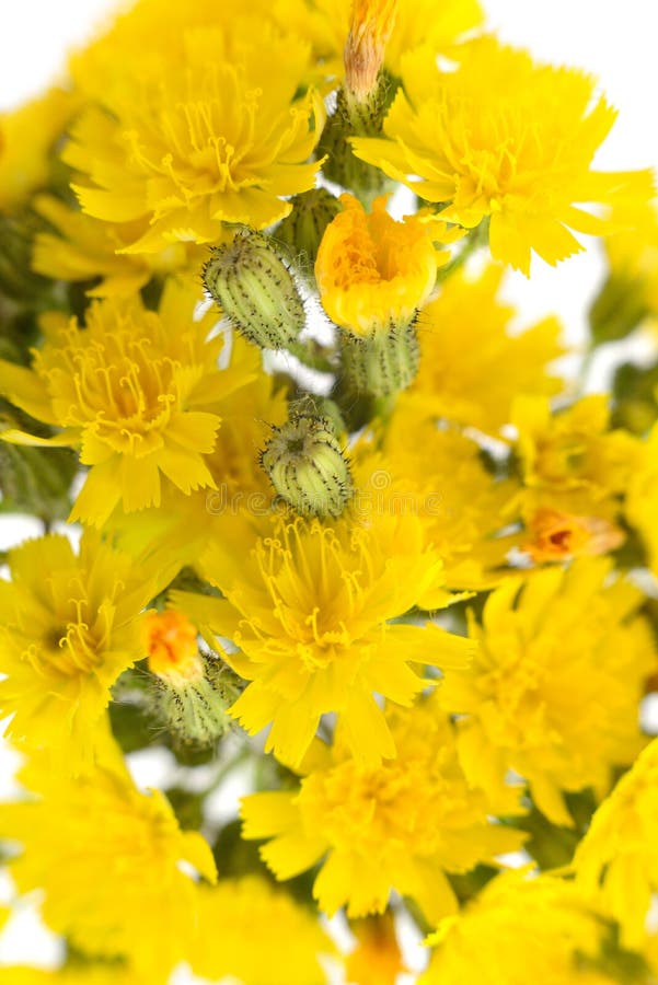 Yellow flowers background stock image. Image of beautiful - 189001919