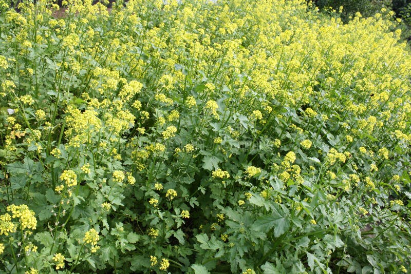 Yellow Flowers On The Background Of A Large Amount Of Greenery Stock ...