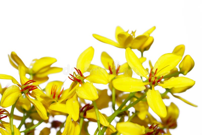 Flowers Yellow, Red, Isolated on White Background Stock Photo - Image ...