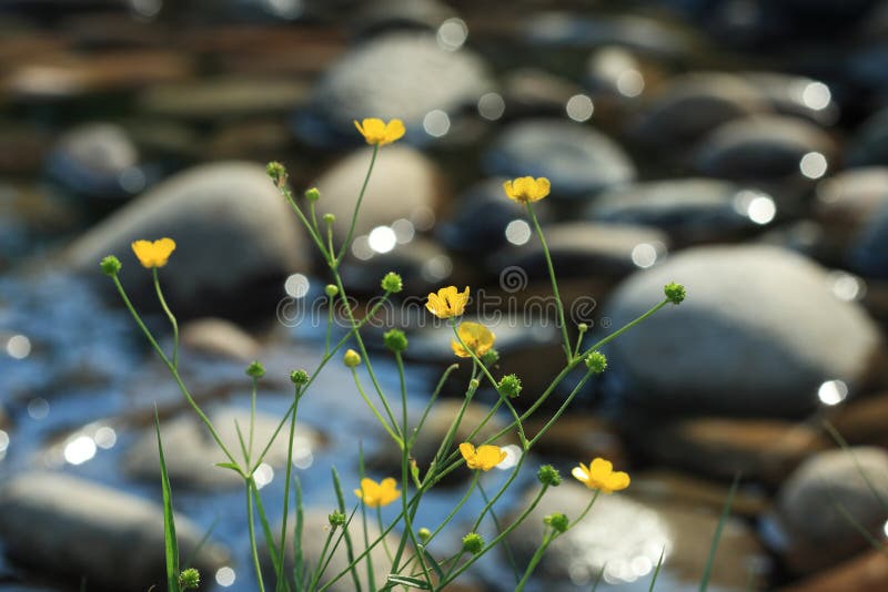 Yellow Flowers on the Bank of a Mountain Stream Stock Image - Image of ...