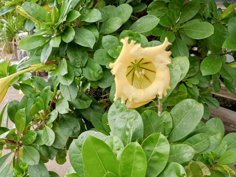Yellow flowers beckground stock image. Image of yellow - 277469621