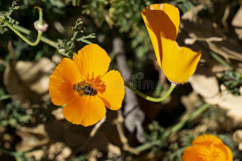 Yellow flowers with bees stock photo. Image of natural - 202082080