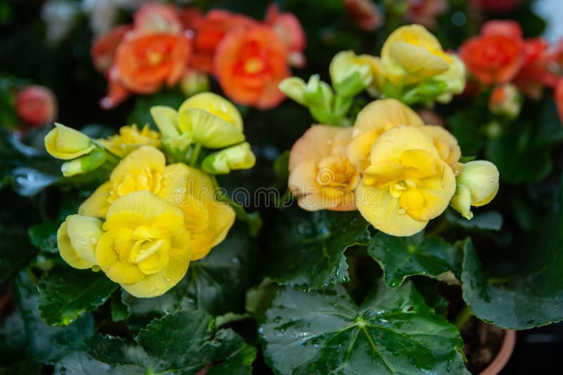 Yellow Flowers Begonias Macro, Spring-summer Decorative Flowers Flowers ...