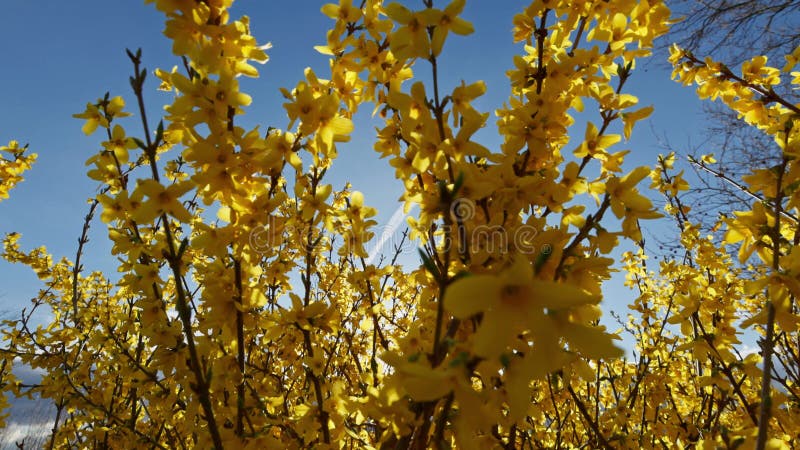 Yellow Flowers Bloom on Branches Against a Clear Blue Sky, Capturing ...