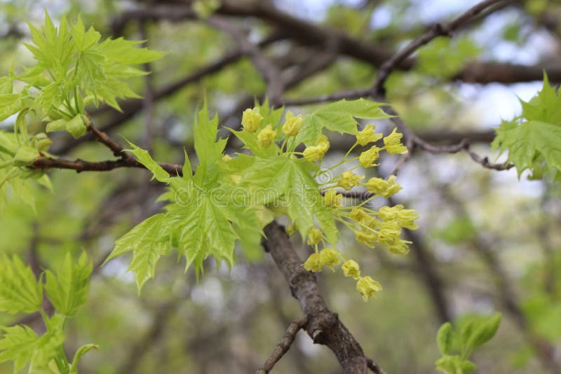 Yellow Flowers Bloom on Maple in Spring. Stock Photo - Image of fresh ...
