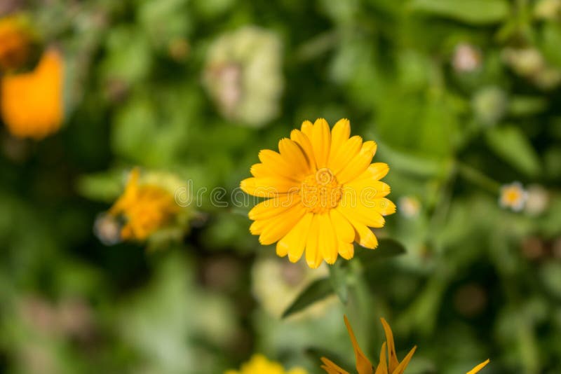 Yellow Flowers Bloom in the Summer Sun Stock Photo - Image of color ...