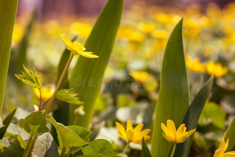 Yellow flowers stock image. Image of blossom, nature - 52811339