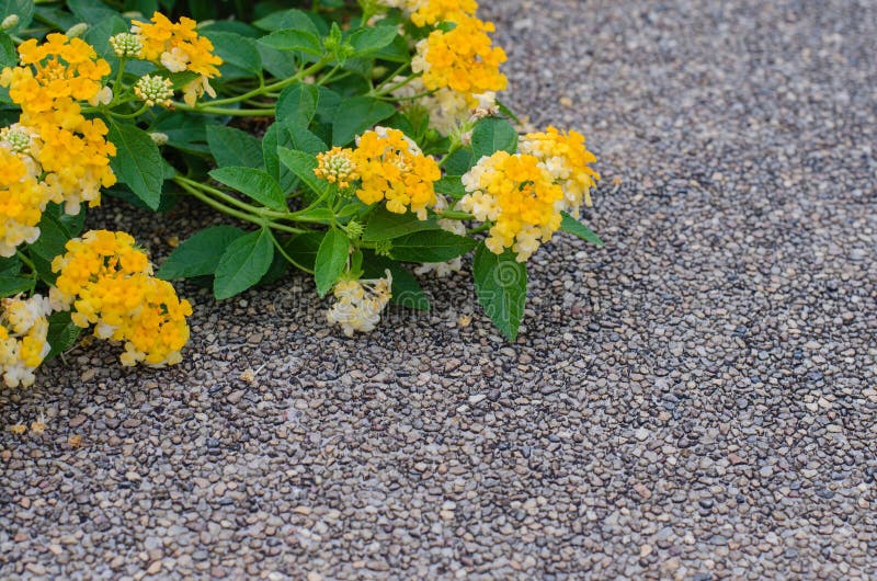 Yellow Flowers Blooming on Pathway. Stock Image - Image of season ...