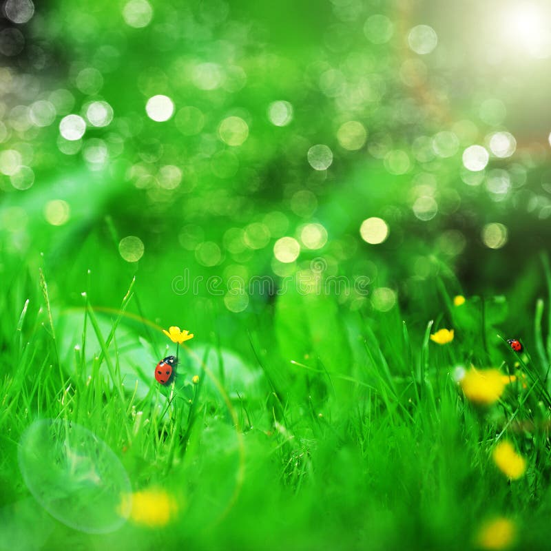 Yellow flowers stock photo. Image of forest, plant, environment - 32734698