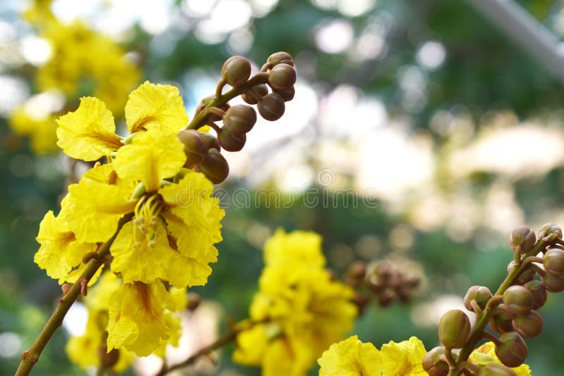 Yellow Flowers Blooming of a Tree in India Stock Image - Image of ...