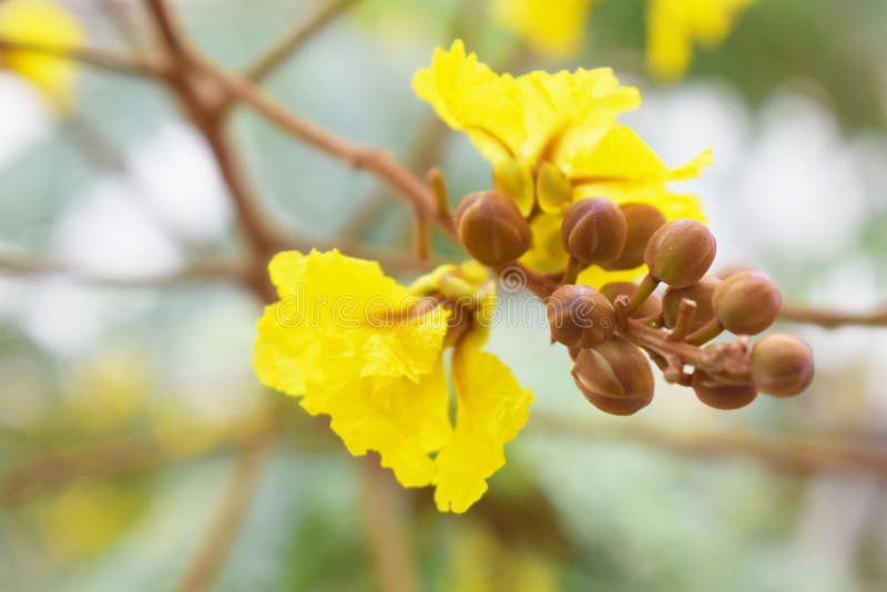 Yellow Flowers Blooming of a Tree in India Stock Image - Image of ...