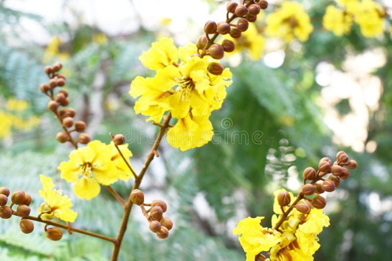 Yellow Flowers Blooming of a Tree in India Stock Photo - Image of ...