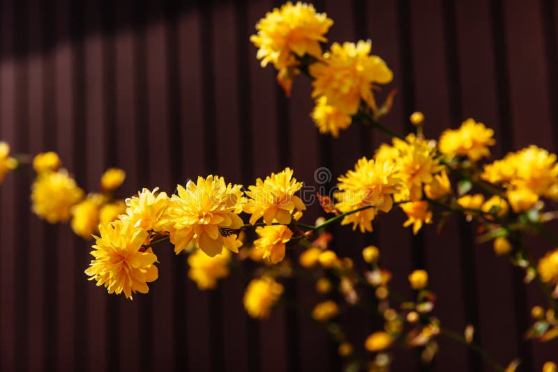 Yellow Flowers Blossom in Spring Time. Stock Photo - Image of fresh ...