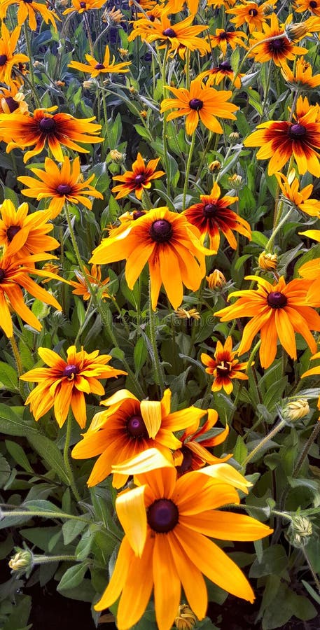 Many Yellow Bright Flowers Blooming in the Forest Stock Image - Image ...