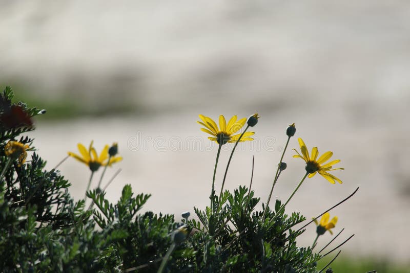 Yellow Flowers with Blur Background Stock Photo - Image of flowers ... Yellow Flowers with Blur Background Stock Photo - Image of flowers ...