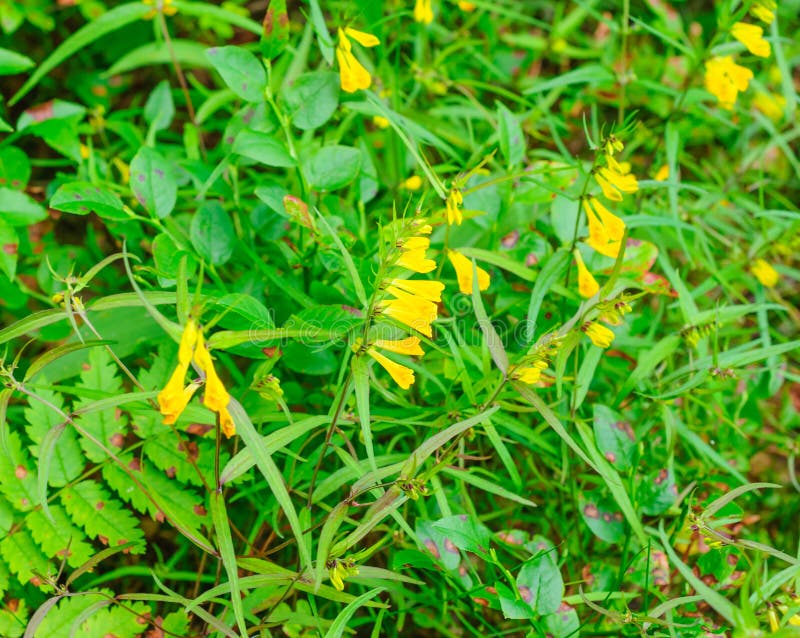 Yellow Forest Flowers in the Clearing. Blurred Natural Background Stock ...