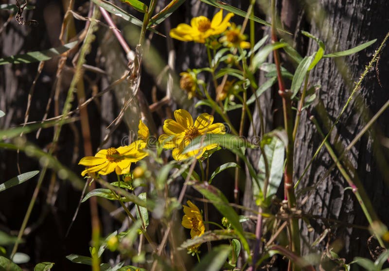 Yellow Flowers in a Forest stock photo. Image of field - 145804972