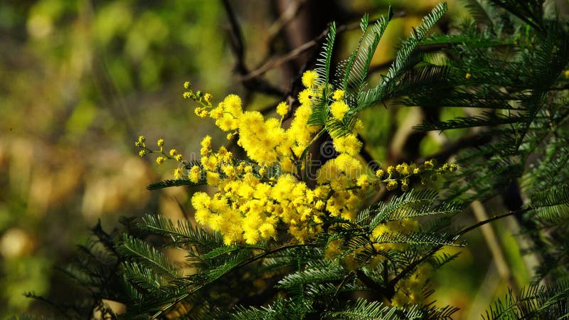 Yellow Flowers on a Branch in the Forest Stock Photo - Image of ...