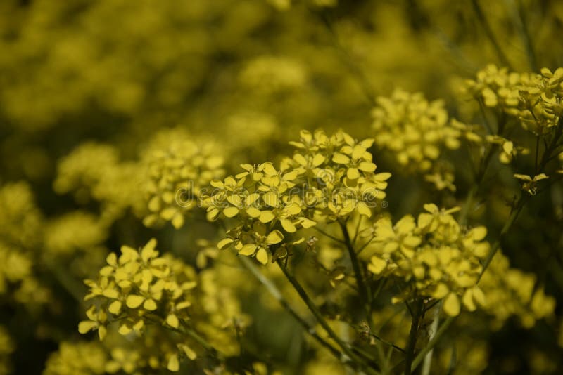 Yellow Flowers on the Branches of the Shrub Stock Image - Image of ...