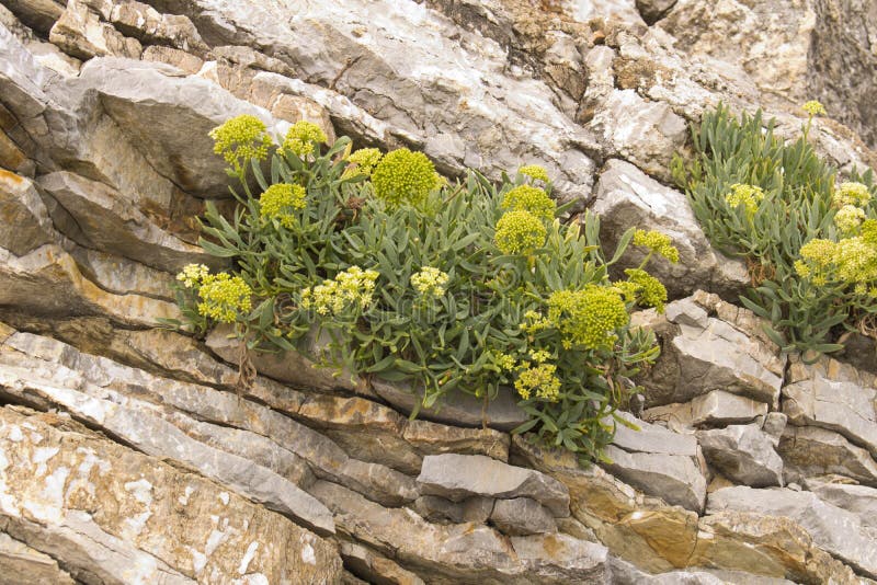 Plant Breaking Through Rock Stock Photo - Image of green, symbol: 48307040