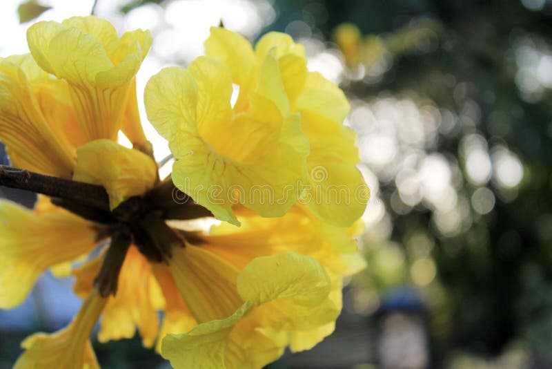 Yellow flowers stock photo. Image of outdoors, beautiful - 89551966