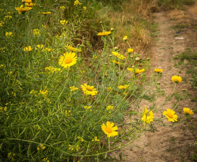 Yellow flowers stock photo. Image of petals, lattice - 54415948