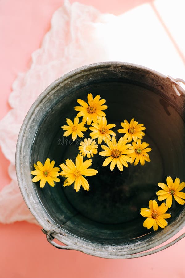 Yellow Flowers in a Bucket of Water on a Pink Background Stock Photo ...